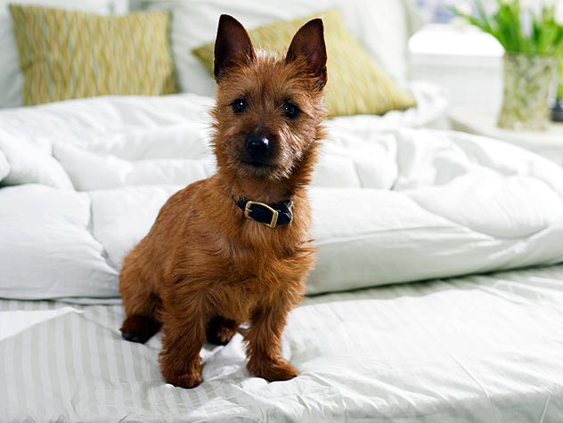 Why Is My Dog Honking