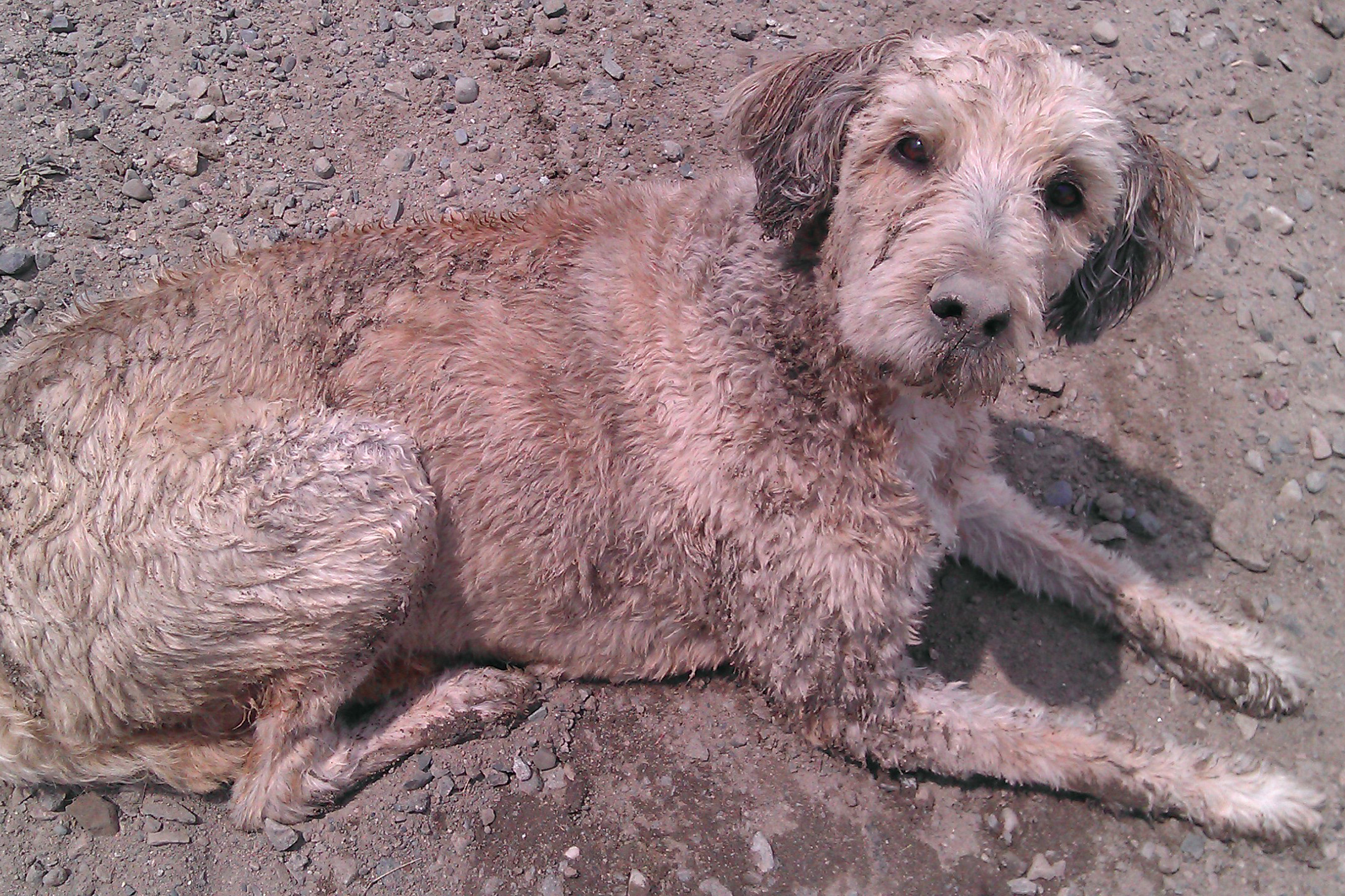 Show us your dirty dog to help homeless pets! | Petfinder